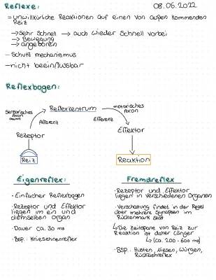 Einfach erklärt: Reflexe einfach erklärt - Reflexbogen, Beispiele und ...