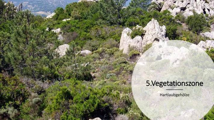 Einfach erklärt: Alles über Hartlaubgehölze und Vegetationszonen (Geographie/Erdkunde) - Knowunity