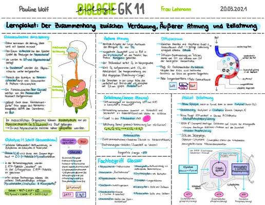 Verdauung, Äußere und Innere Atmung und Zellatmung erklärt für Kinder ...
