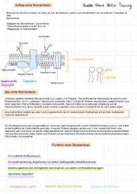 Biomembran Aufbau und Funktion PDF, Skizze und Modelle - Einfach ...