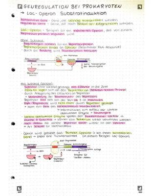 Einfach erklärt: Was sind Proto-Onkogene und Tumorsuppressorgene ...