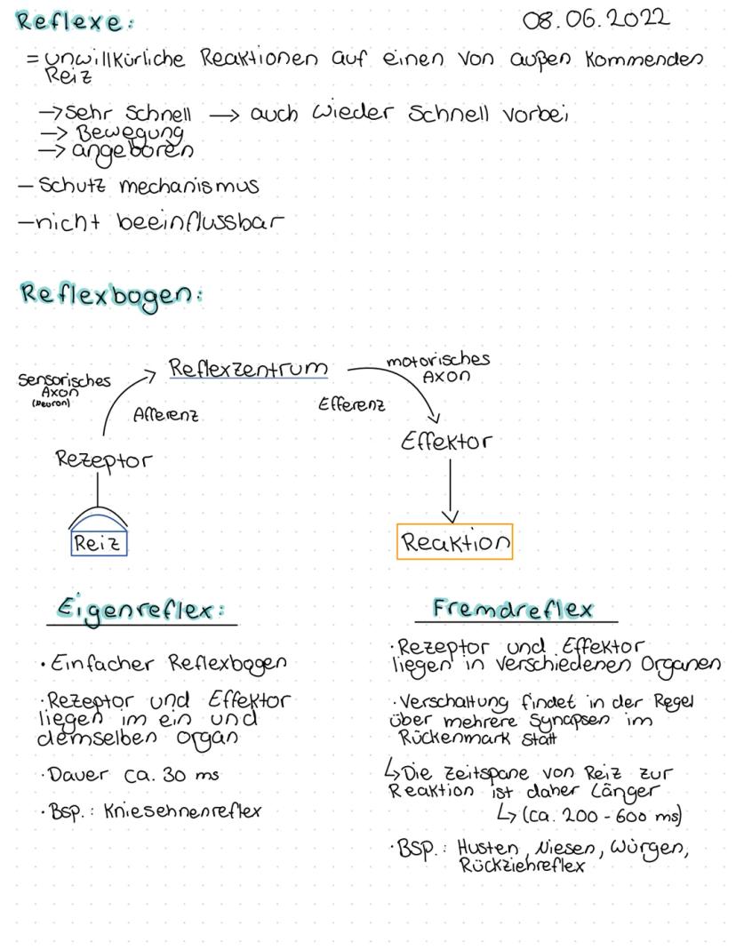 Einfach erklärt: Reflexe einfach erklärt - Reflexbogen, Beispiele und ...