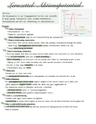 Ablauf und Phasen des Aktionspotentials - einfach erklärt (Biologie ...