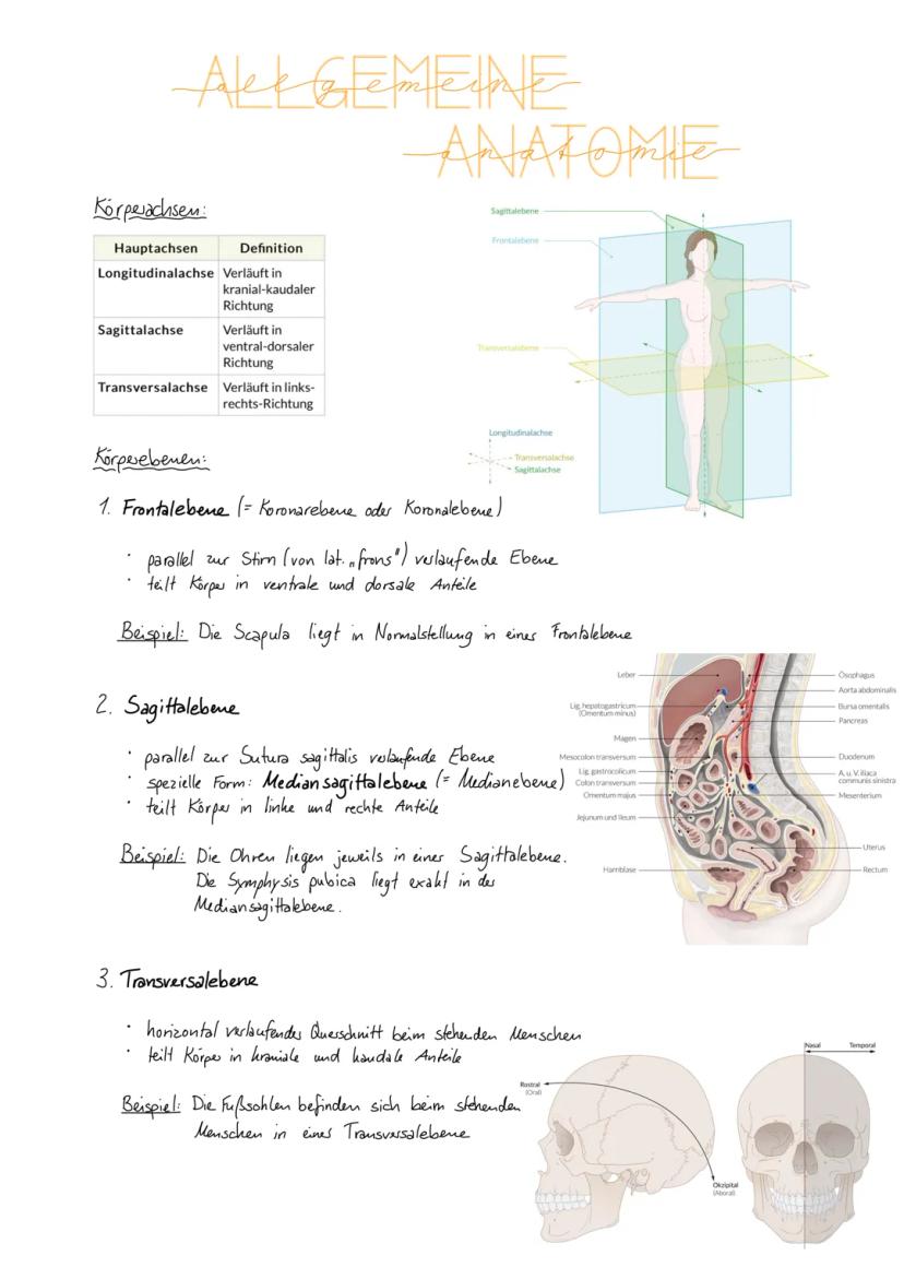 Achsen und Ebenen Anatomie - Einfach erklärt für Kinder (Biologie ...