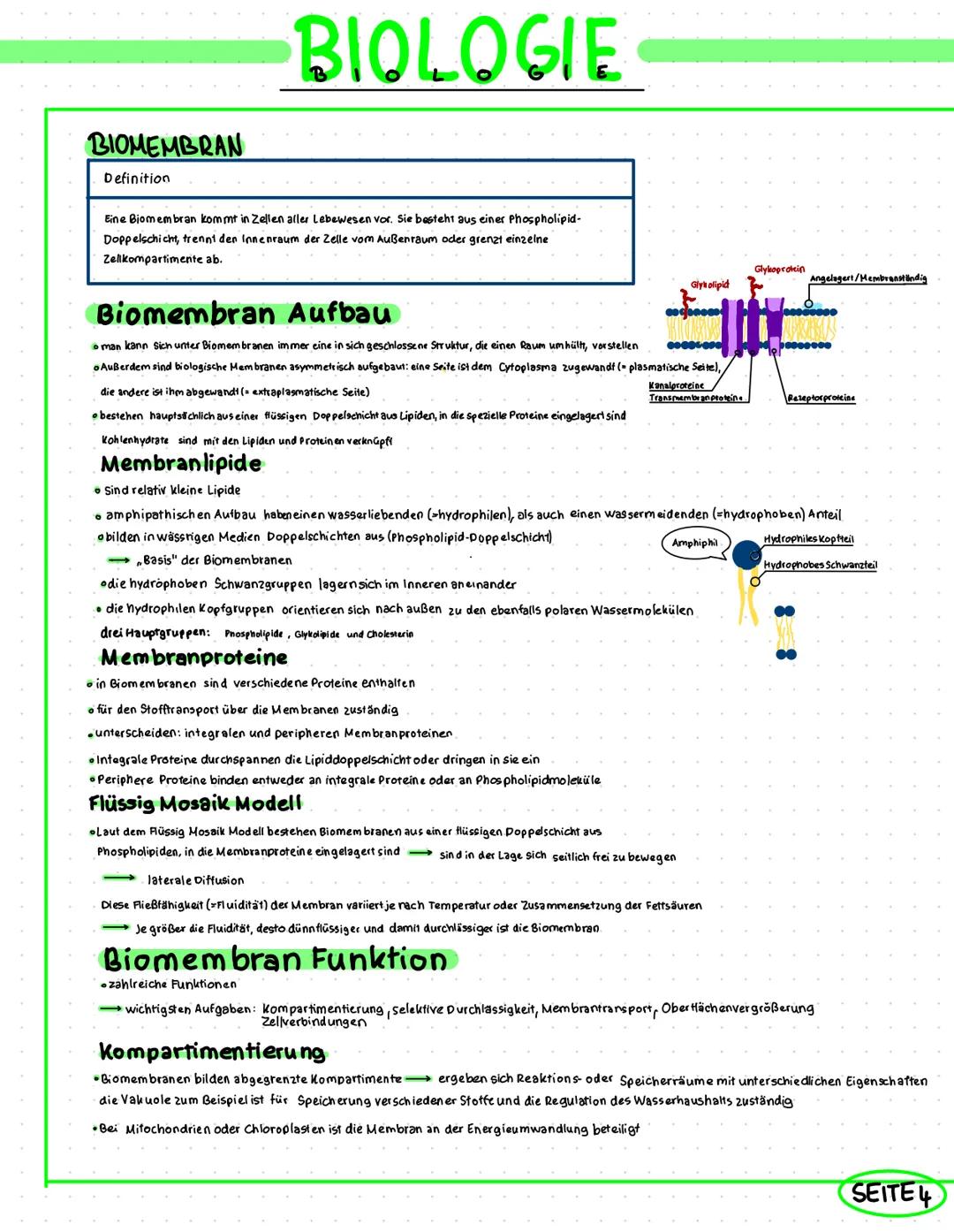 Einfach erklärt: Biomembran: Aufbau, Funktion & Modelle - Flüssig ...