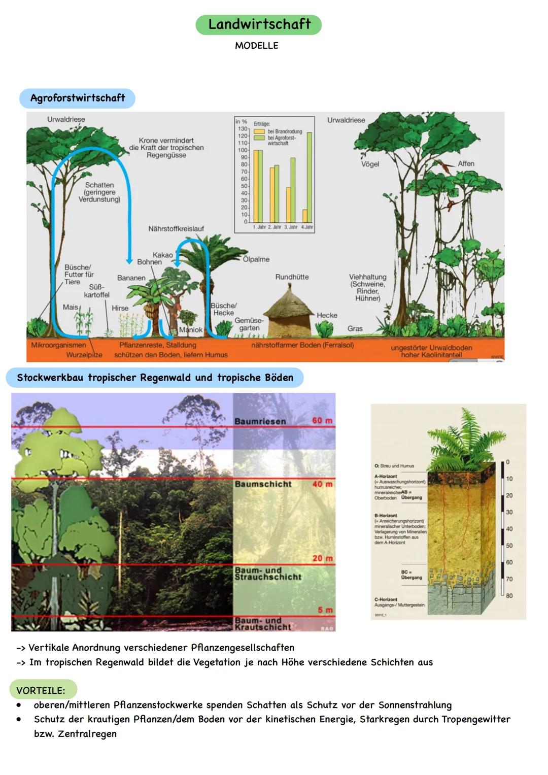 Agroforstwirtschaft und Ecofarming: Vor- und Nachteile in der Landwirtschaft (Geographie ...