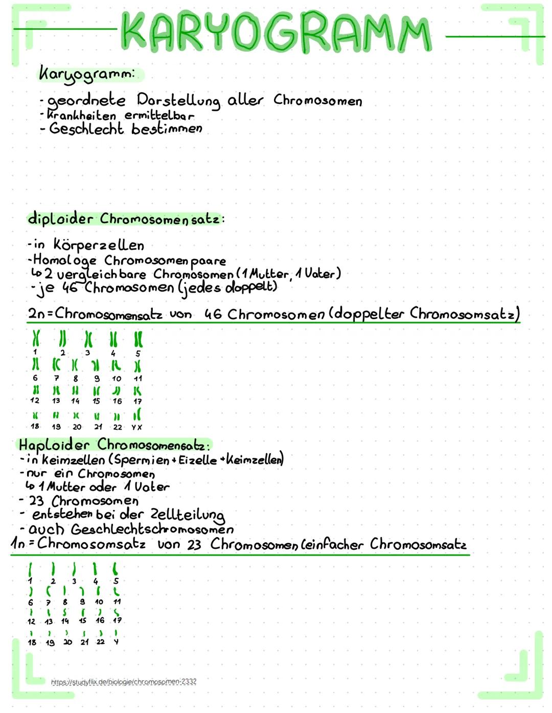 Karyogramm; diploider Chromosomensatz; Haploider Chromosomensatz; 1n ...