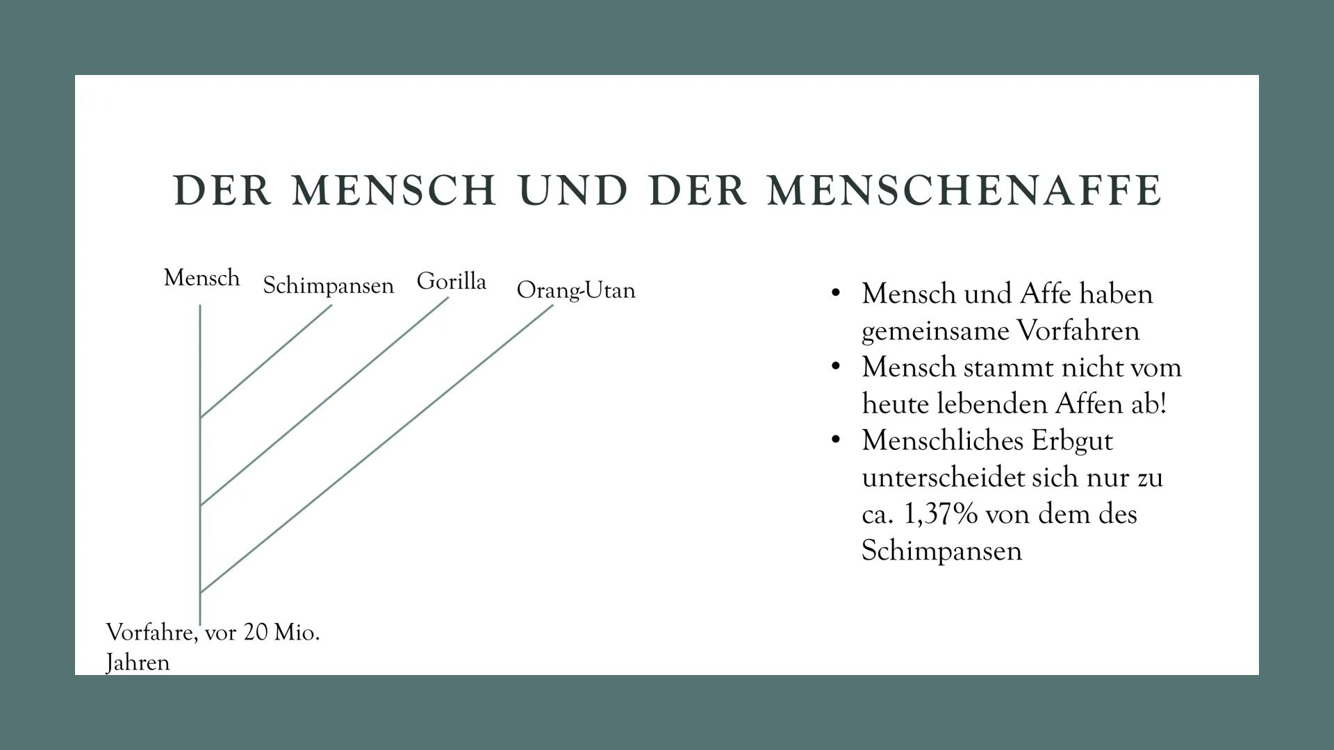 Einfach erklärt: Entwicklung des Menschen: Zeitstrahl und spannende ...