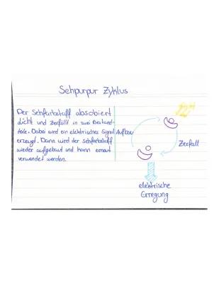 Einfach erklärt: Engelmann Versuch: Fotosynthese und Licht - Einfach ...