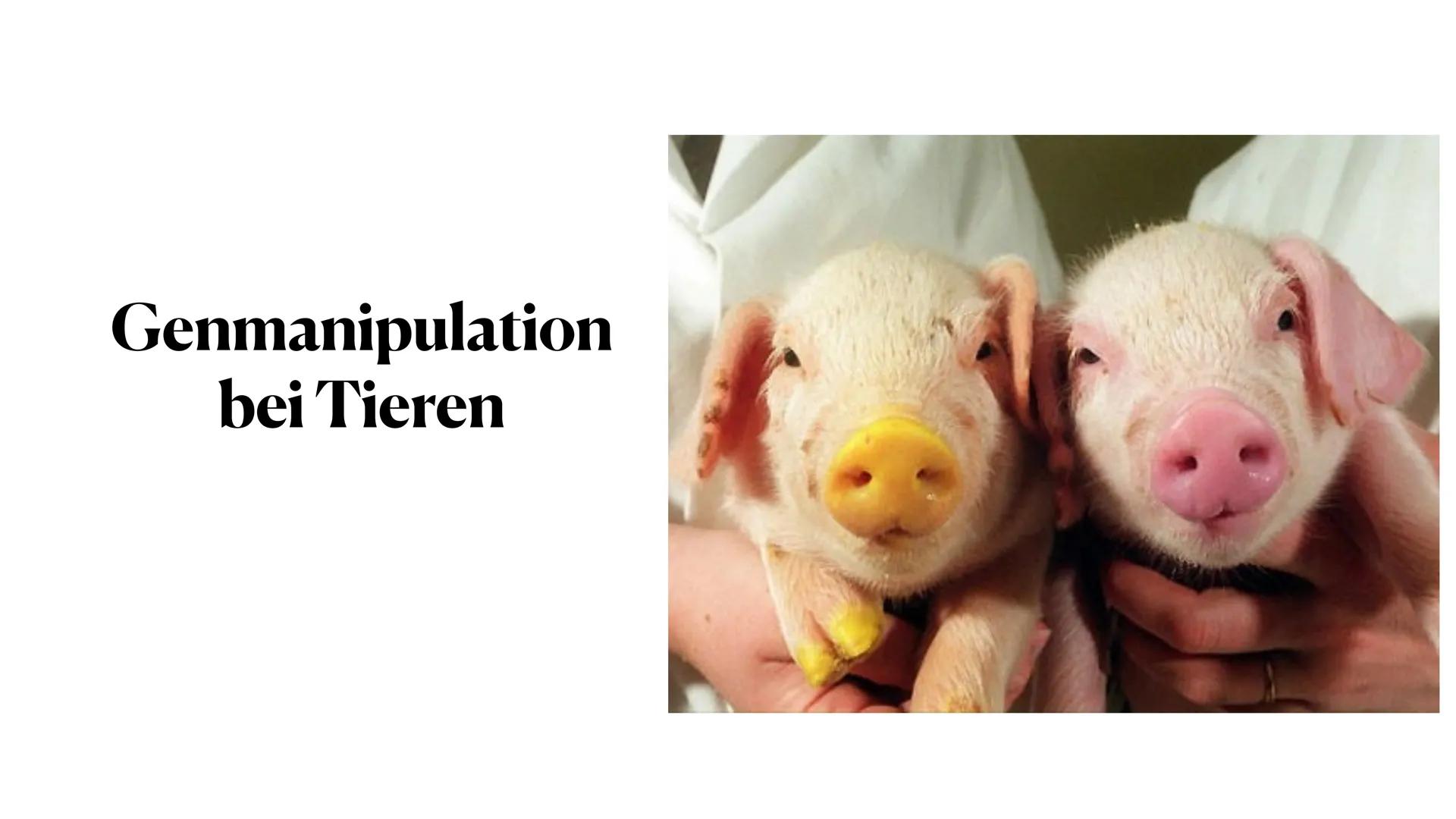 Gentechnik bei Tieren: Vor- und Nachteile einfach erklärt (Biologie ...