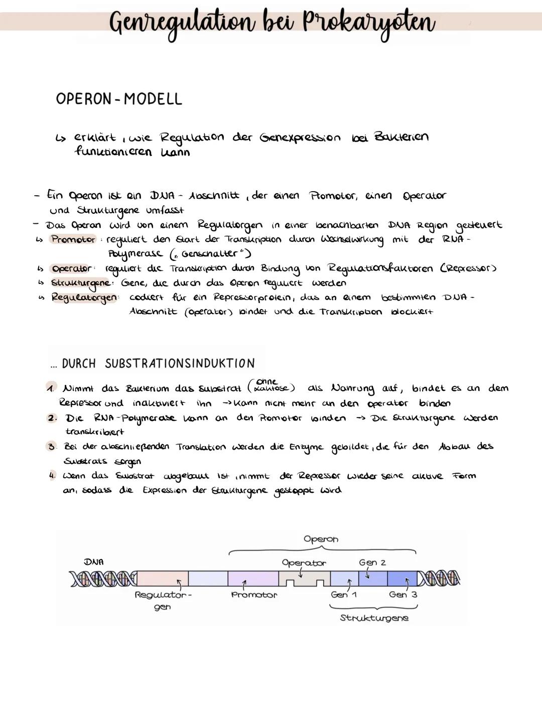 Genregulation bei Prokaryoten & Eukaryoten (Biologie) - Knowunity
