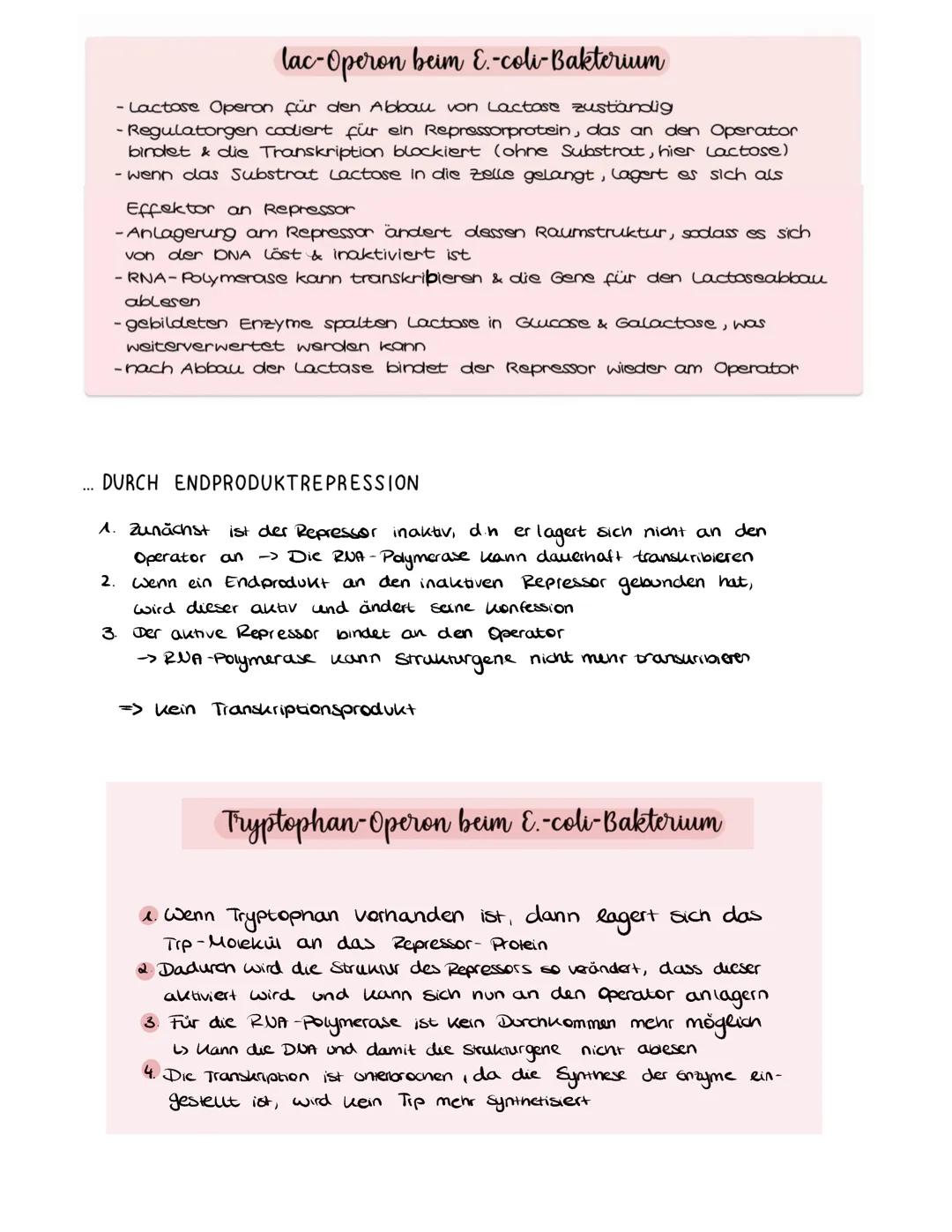 Genregulation bei Prokaryoten & Eukaryoten (Biologie) - Knowunity