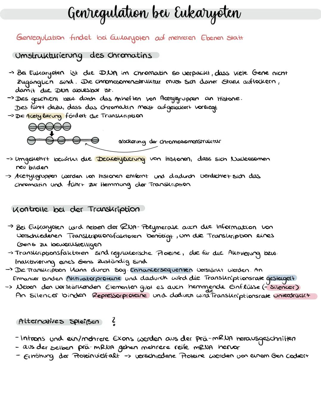 Genregulation bei Prokaryoten & Eukaryoten (Biologie) - Knowunity