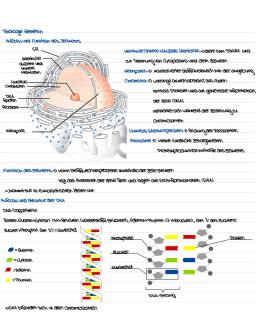 Einfach erklärt: Zellkern & Genetik einfach erklärt: Aufbau, Funktion und Phasen (Biologie ...
