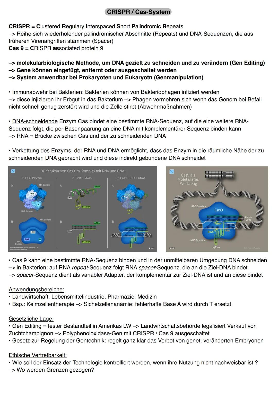 Einfach erklärt: Wie Insulin Gentechnisch Hergestellt Wird – Einfach ...