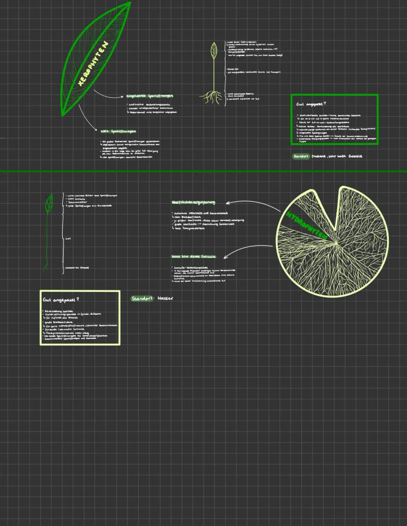 Xerophyten & Hydrophyten: Hygrophyten Tabellen und Beispiele ...