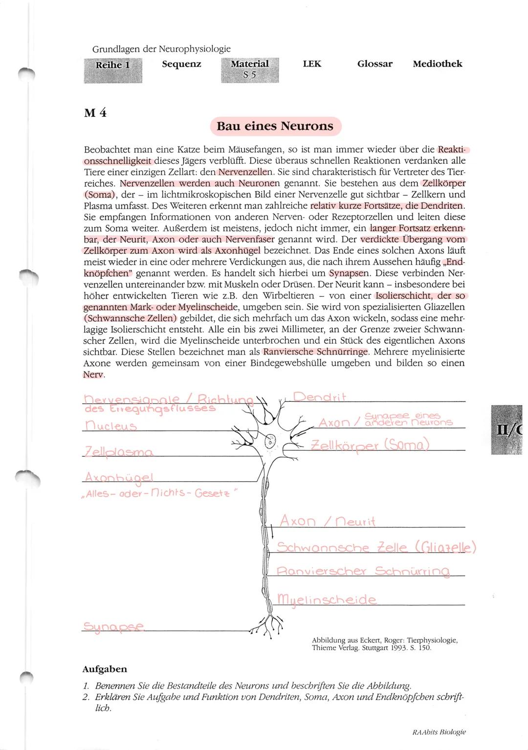 Reflexe beim Menschen: Beispiele und Erklärungen (Biologie) - Knowunity