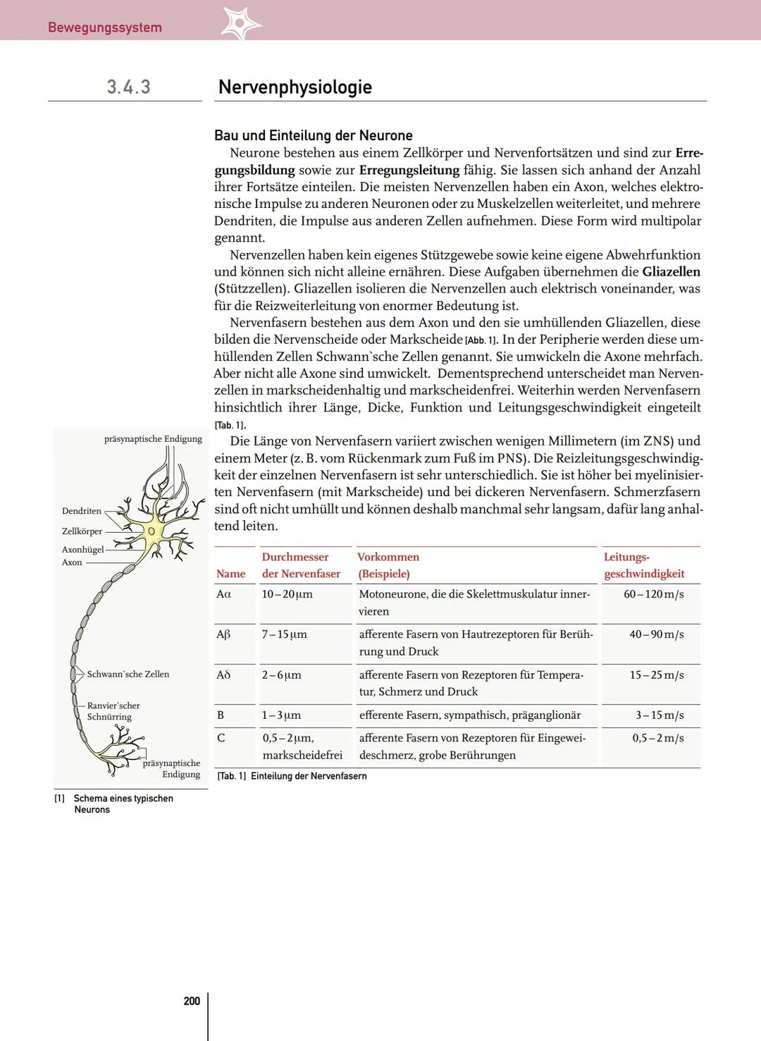 Reflexe beim Menschen: Beispiele und Erklärungen (Biologie) - Knowunity
