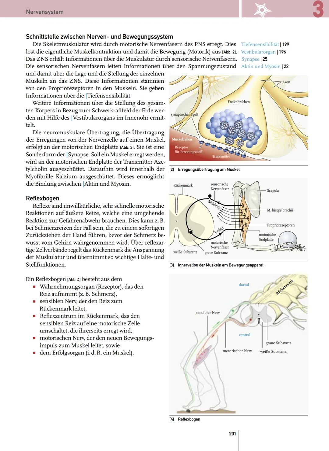 Reflexe beim Menschen: Beispiele und Erklärungen (Biologie) - Knowunity