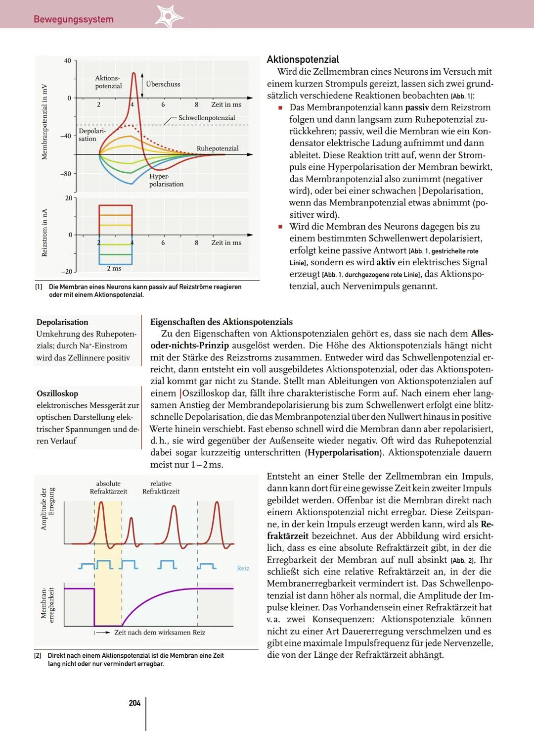 Reflexe beim Menschen: Beispiele und Erklärungen (Biologie) - Knowunity