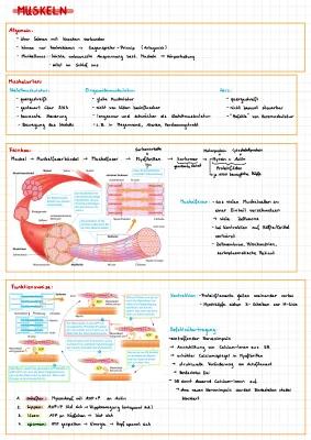 Einfach erklärt: Muskelgewebe: Skelettmuskulatur Aufbau, Funktionen und ...
