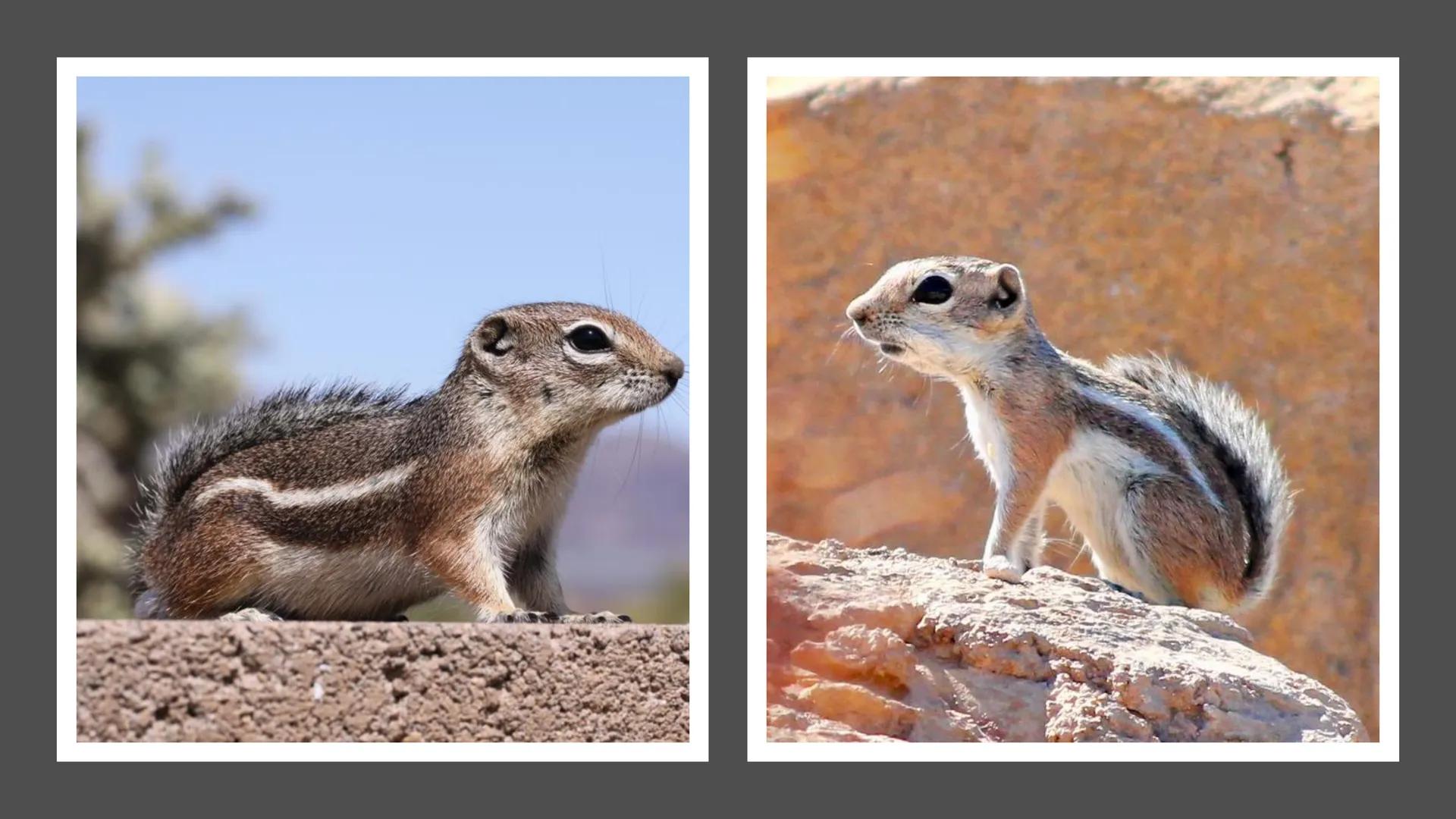 Alles über ökologische Isolation und ihre Beispiele in der Evolution ...