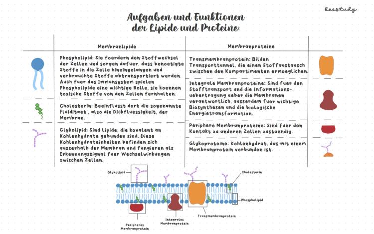 Einfach erklärt: Diffusion und Osmose einfach erklärt: Biomembran ...
