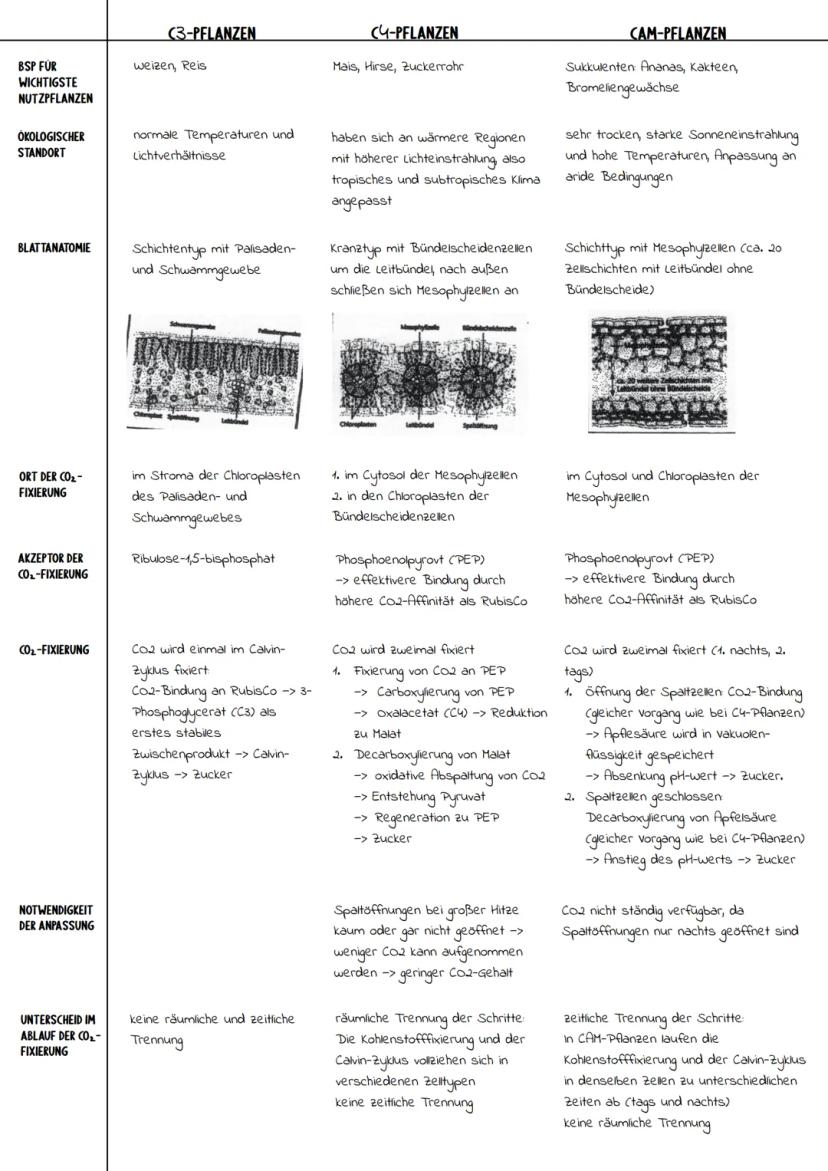 Vergleich C3, C4 und CAM-Pflanzen: Einfach erklärt mit Tabelle ...