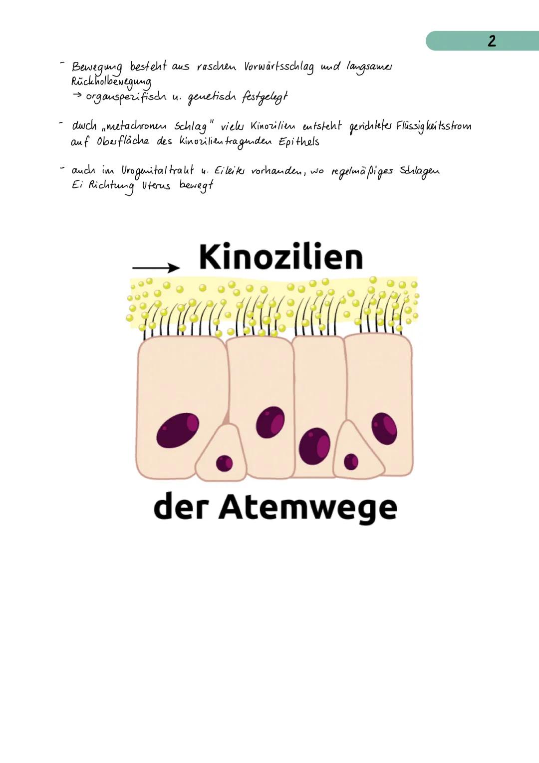 Was sind Geißeln, Flagellen, Mikrovilli und Kinozilien? (Biologie ...