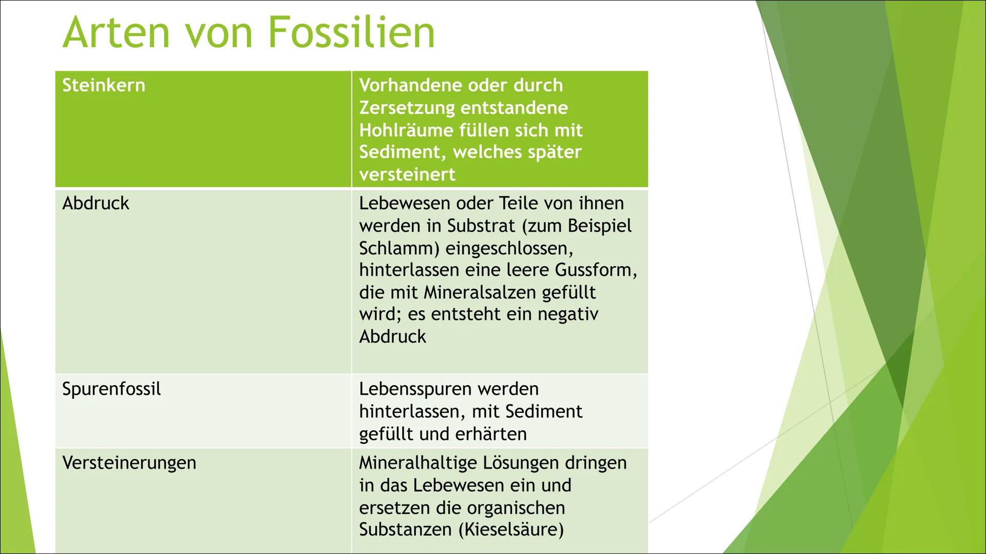 Lebende Fossilien: Beispiele und alles über Fossilisation (Biologie ...