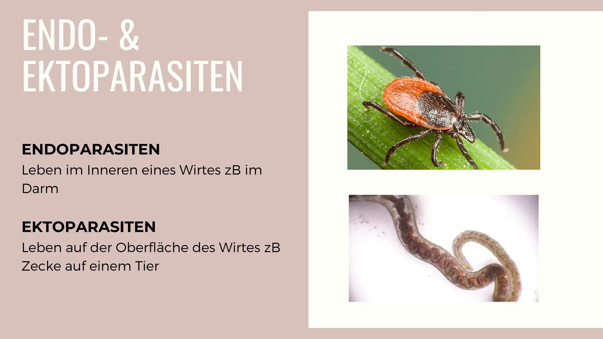 Einfach erklärt: Was ist Parasitismus? Definition und Beispiele für ...