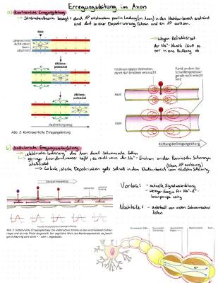 Einfach erklärt: Reiz-Reaktions-Schema einfach erklärt - Beispiele ...