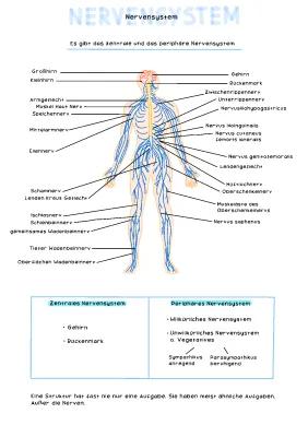 Reflexe beim Menschen: Beispiele und Erklärungen (Biologie) - Knowunity