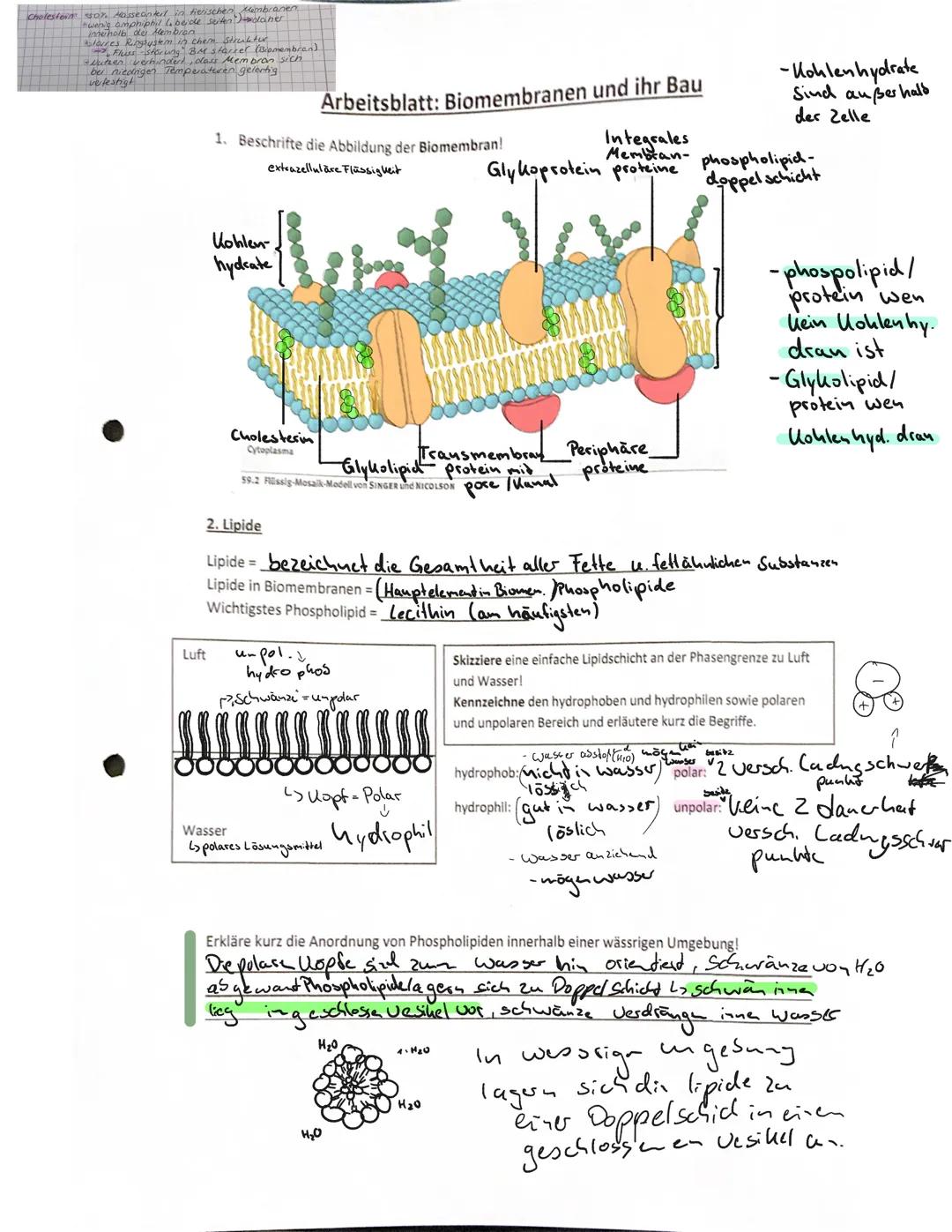 Biomembran: Aufbau, Funktion und Eigenschaften einfach erklärt ...