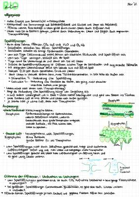 Xerophyten und Hygrophyten: Blattquerschnitt, Beispiele und Merkmale ...