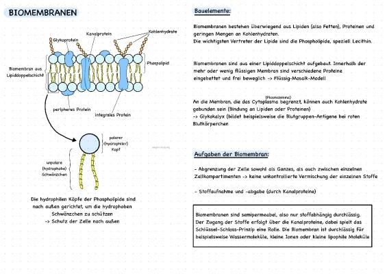 Biomembran Aufbau und Funktion PDF, Skizze und Modelle - Einfach ...