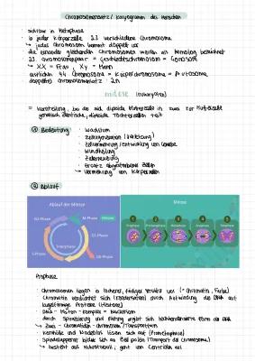 Einfach erklärt: Rekombination einfach erklärt: Intrachromosomale und ...
