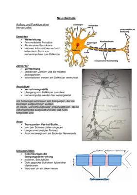 Erregungsentstehung im Neuron, Aktionspotential und Ruhepotential ...