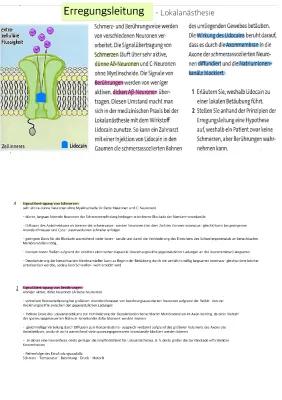 Erregungsentstehung im Neuron, Aktionspotential und Ruhepotential ...