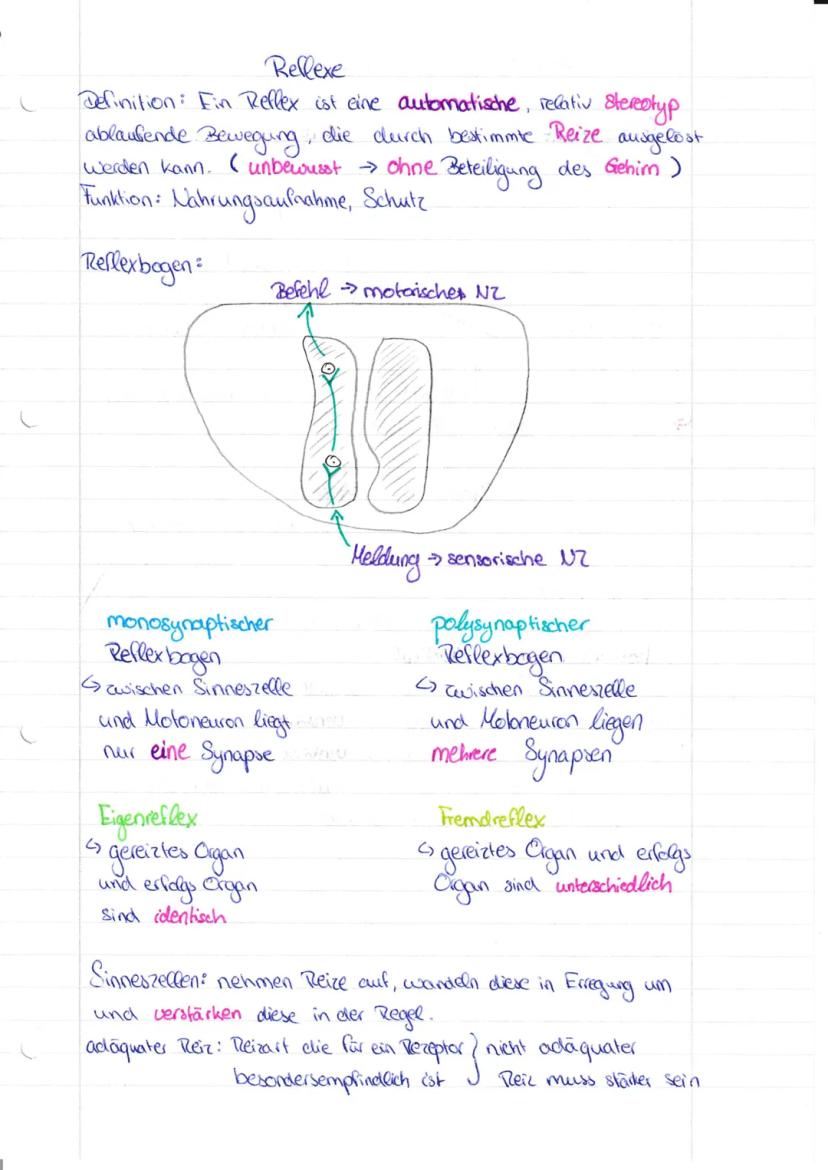 Der Reflexbogen: Beispiele, Ablauf und Erklärungen (Biologie) - Knowunity