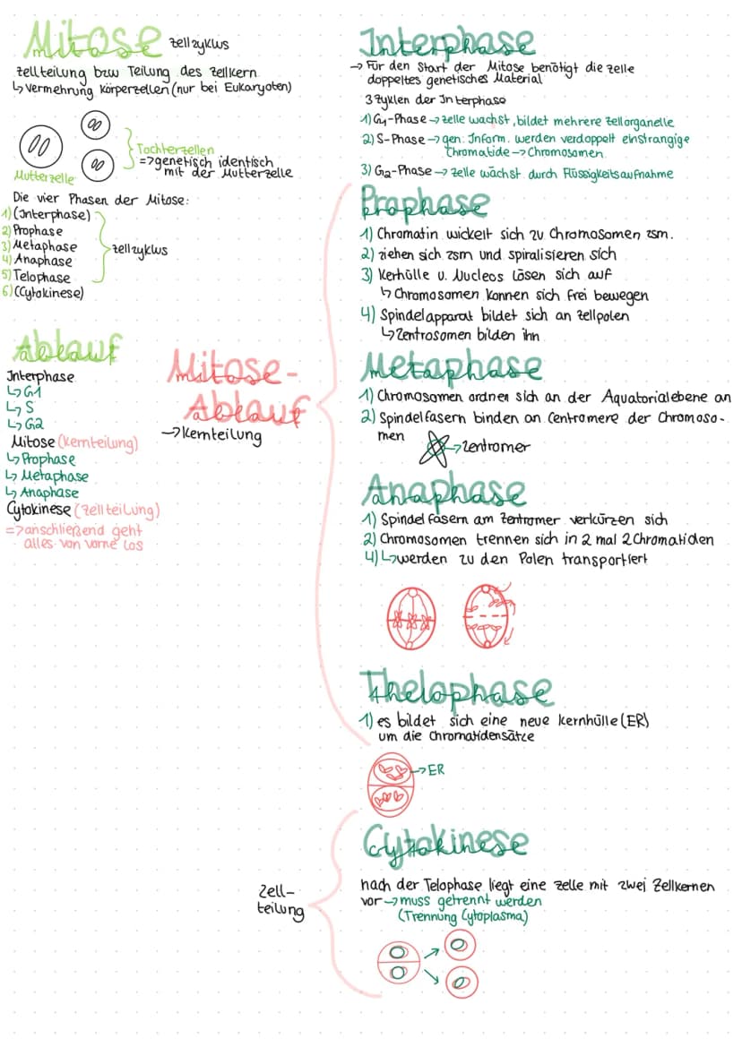 Mitose und Zellteilung Einfach Erklärt - Phasen, Definition und Tabelle ...