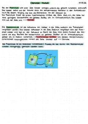 Plasmolyse & Deplasmolyse einfach erklärt - Beispiele, Zeichnungen ...