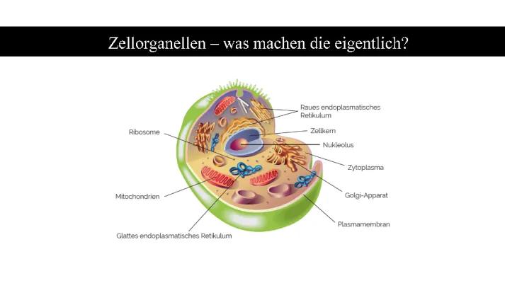 Einfach erklärt: Zellorganellen: Aufbau, Funktion und Tabellen für ...