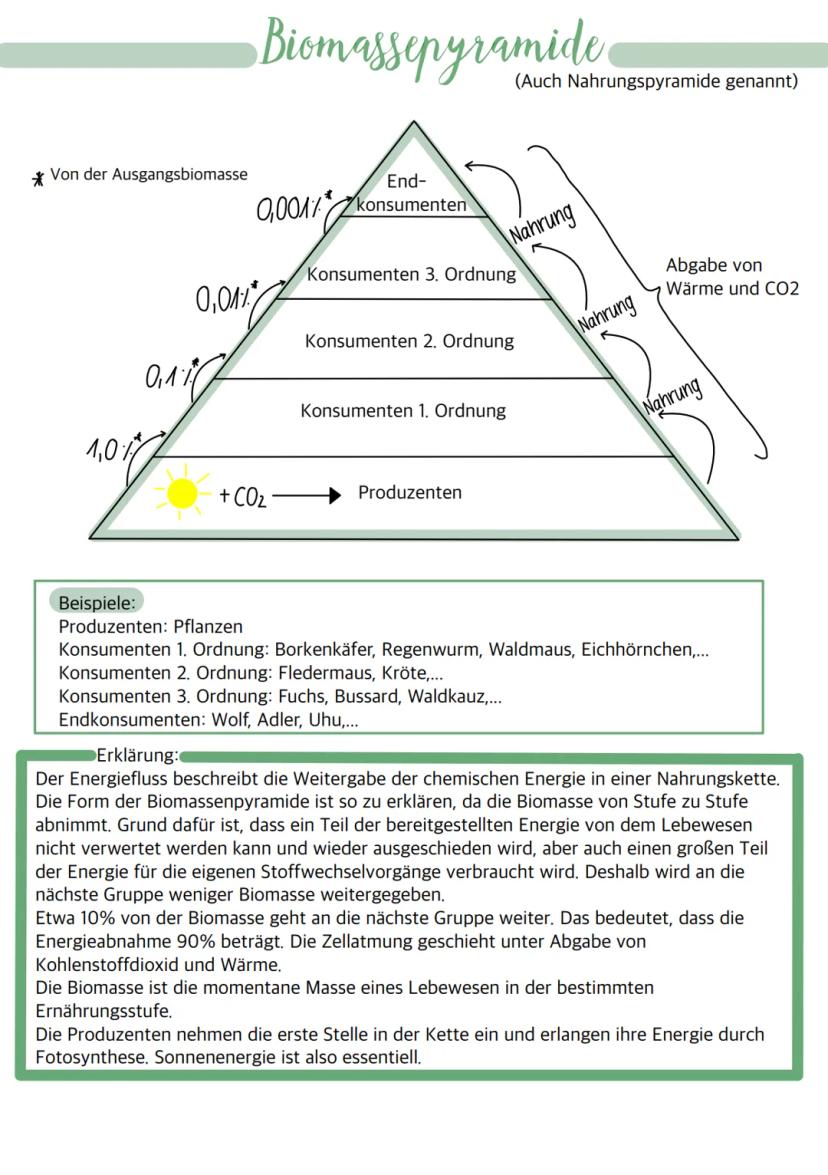 Biomassenpyramide & Energiefluss einfach erklärt - Beispiele und ...