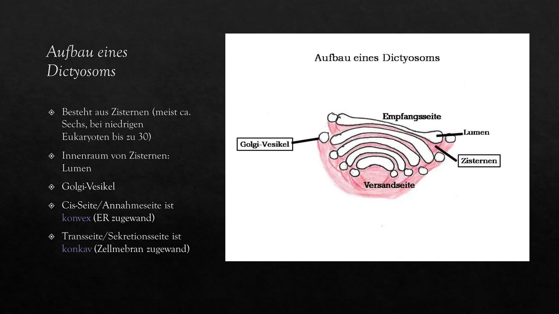 Einfach erklärt: Golgi-Apparat und Dictyosomen einfach erklärt ...