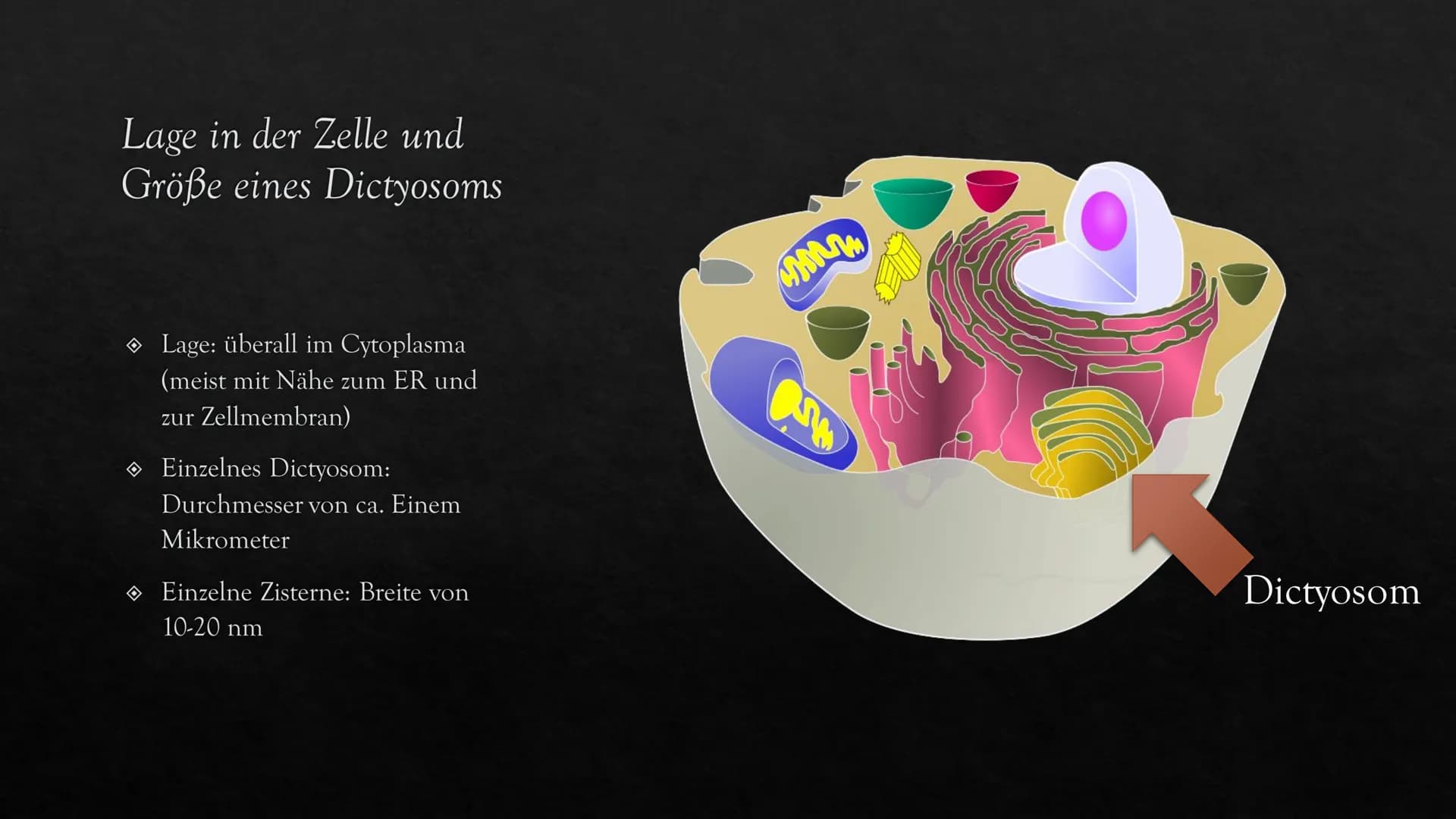 Einfach erklärt: Golgi-Apparat und Dictyosomen einfach erklärt ...