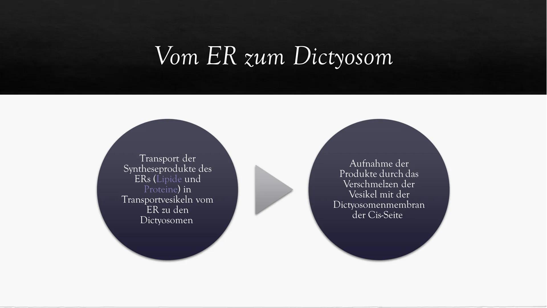 Einfach erklärt: Golgi-Apparat und Dictyosomen einfach erklärt ...