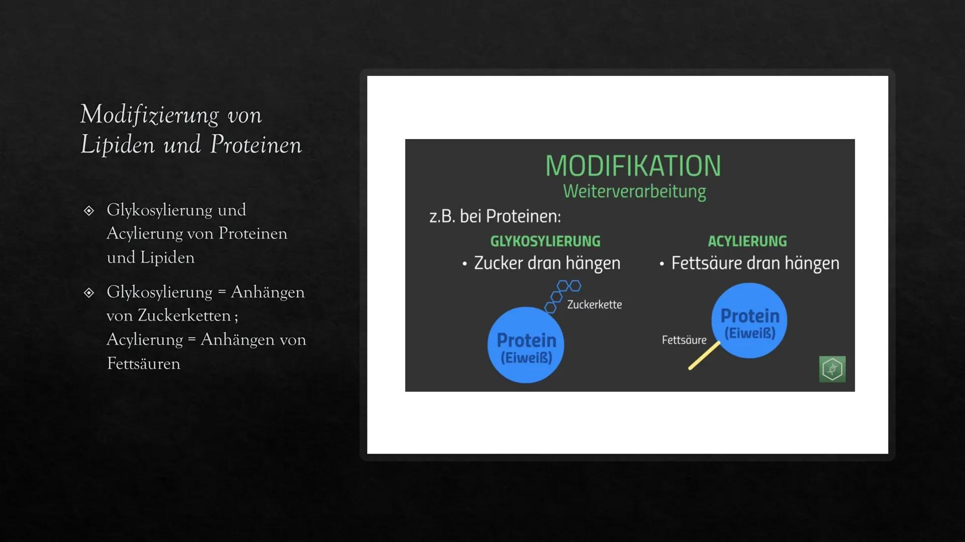 Einfach erklärt: Golgi-Apparat und Dictyosomen einfach erklärt ...