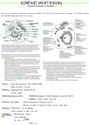 Einfach erklärt: Golgi-Apparat und Dictyosomen einfach erklärt ...
