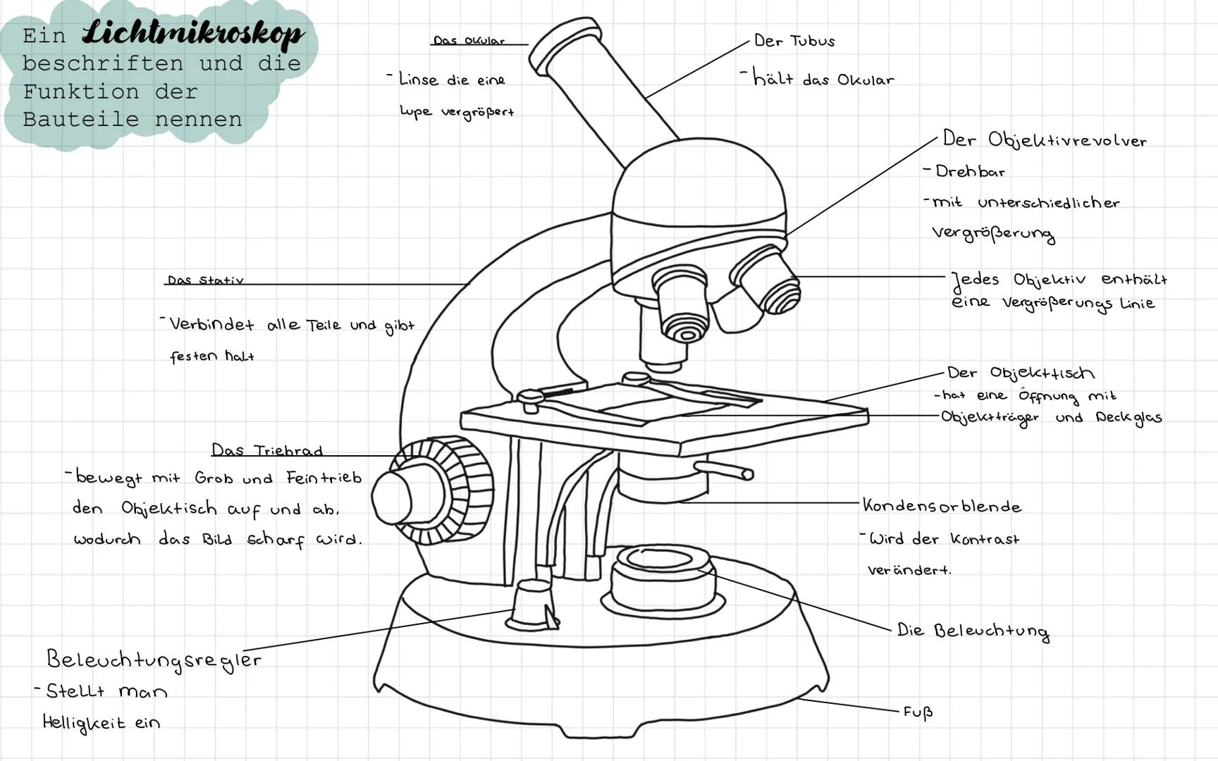 So funktioniert ein Mikroskop: Aufbau, Beschriftung und Zellen im ...